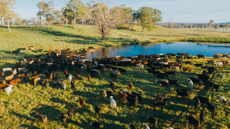 The vital role of Australian beef and lamb in the North American red ...