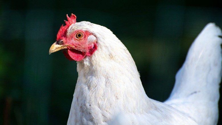 Poultry production: Zoetis introduces digital resource center for ...