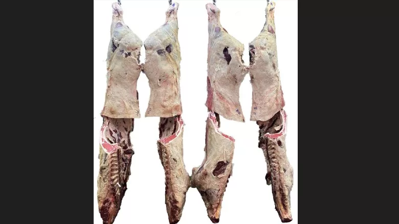Beef × dairy carcass yield can be equal to or greater than conventional ...