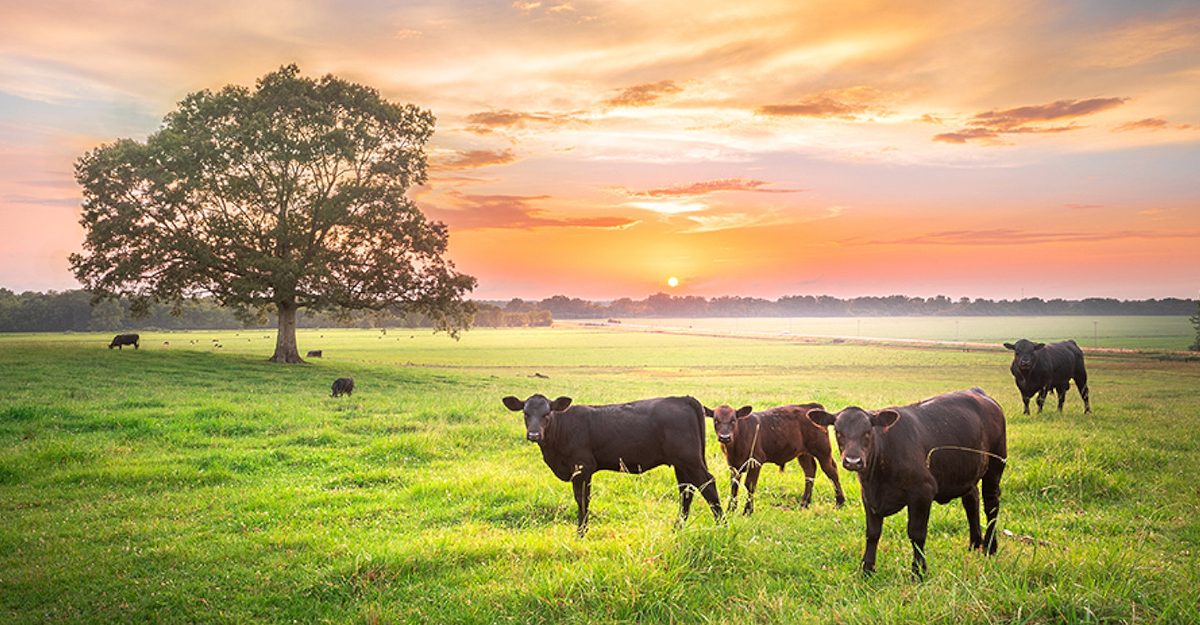 2025 Top 100 Meat and Poultry Processors: Record meat sales fuel growth ...