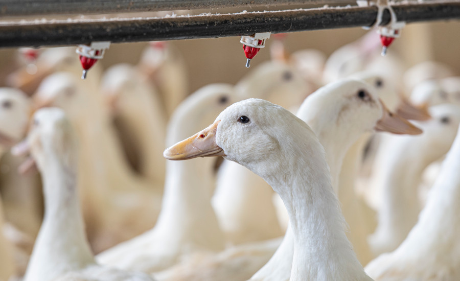 Indiana duck farm expands export opportunities | The National Provisioner